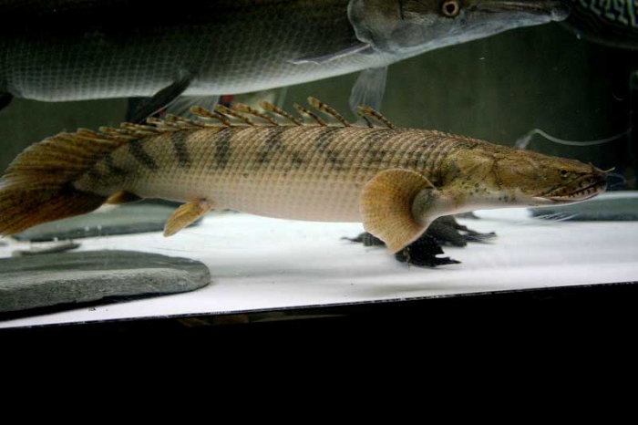 Polypterus Congicus photo thread. | Page 12 | MonsterFishKeepers.com