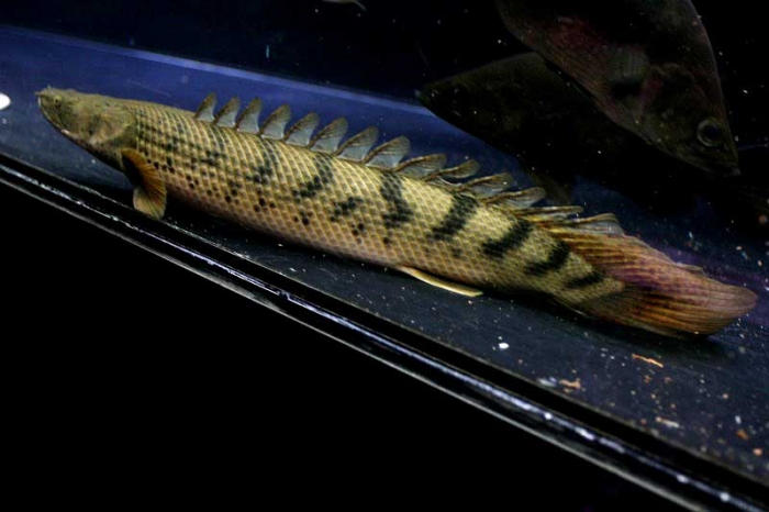 Polypterus Congicus photo thread. | Page 18 | MonsterFishKeepers.com